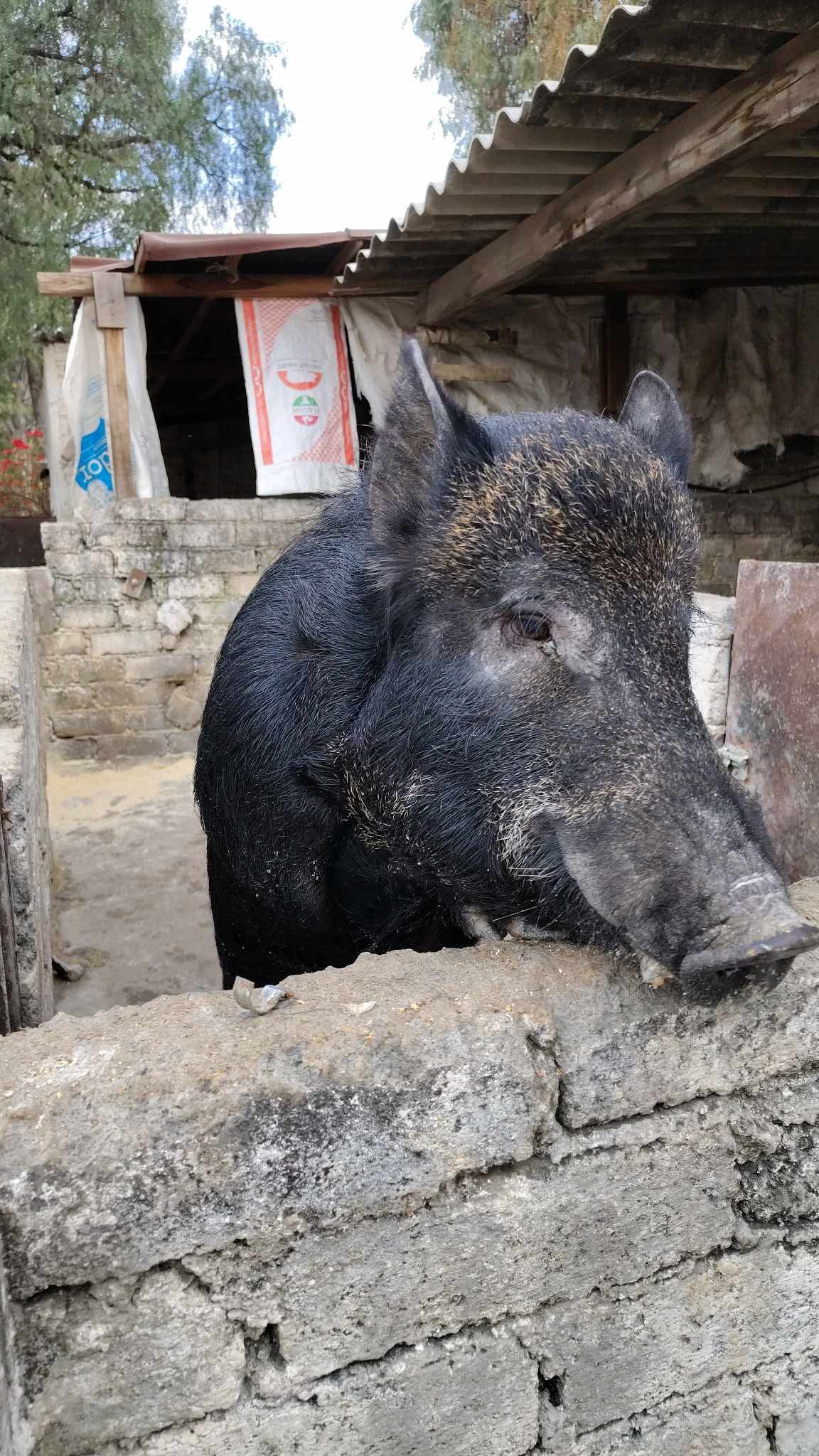 Conoce a Porfirio, el cerdo más cerdo de los cerdos y algunos datos ...